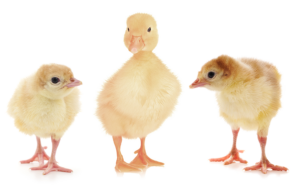 Nova-Tech Poultry - Nova-Tech Engineering